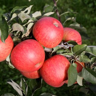 Obstbäume und Beerensträucher