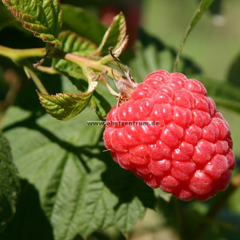 Himbeere 'Autumn Bliss' - Herbsthimbeere / BayOZ Hallbergmoos