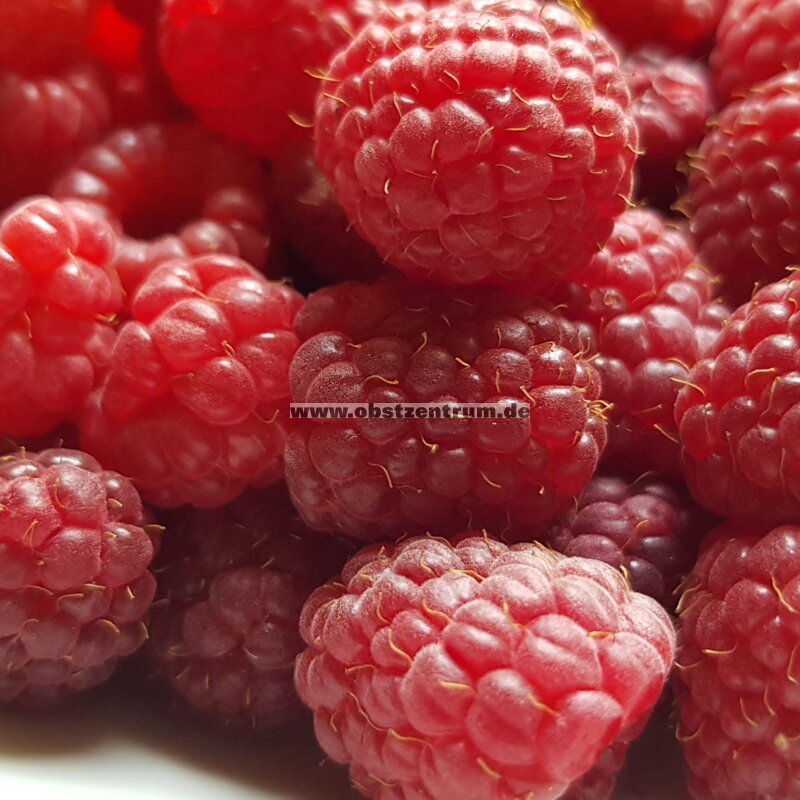 Himbeere 'Autumn Bliss' - Herbsthimbeere / BayOZ Hallbergmoos