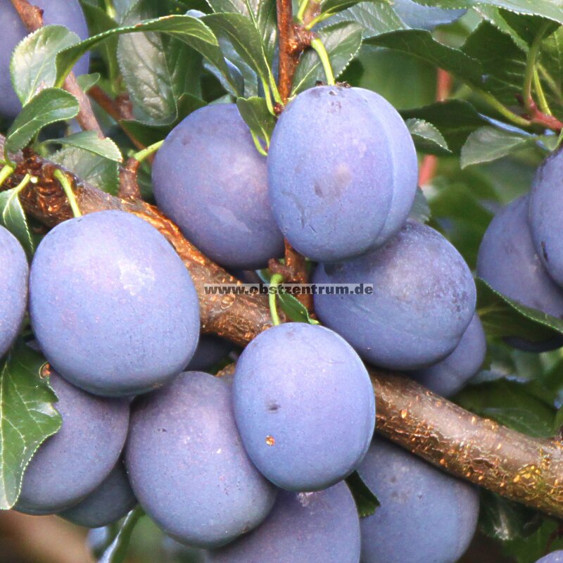 Zwetsche 'Haganta' kaufen - Online Shop BayOZ