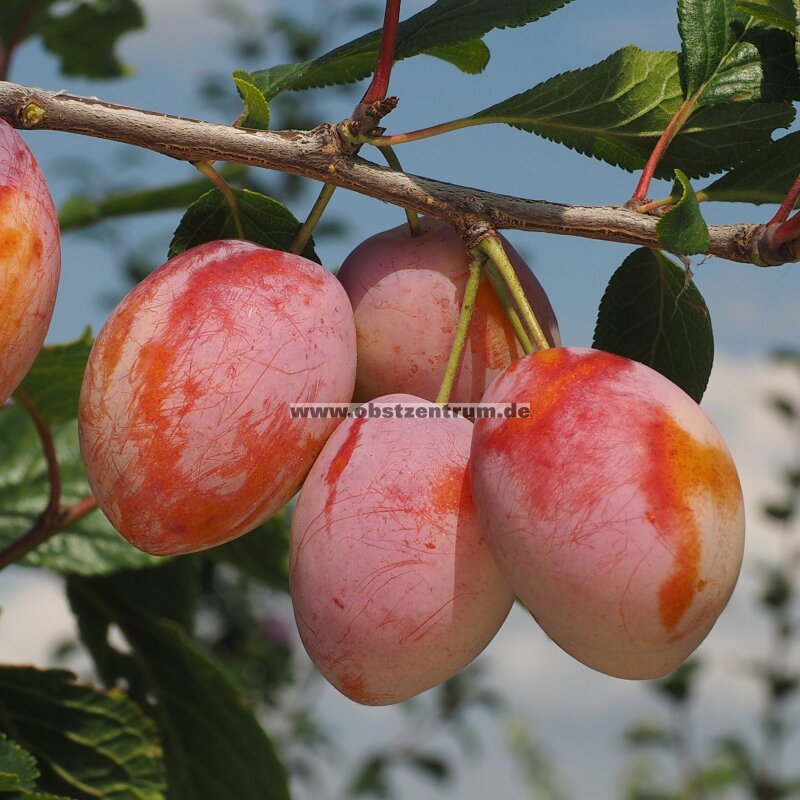 Zwetsche 'Zwetschge Schönberger' - robuste Sorte für den Garten
