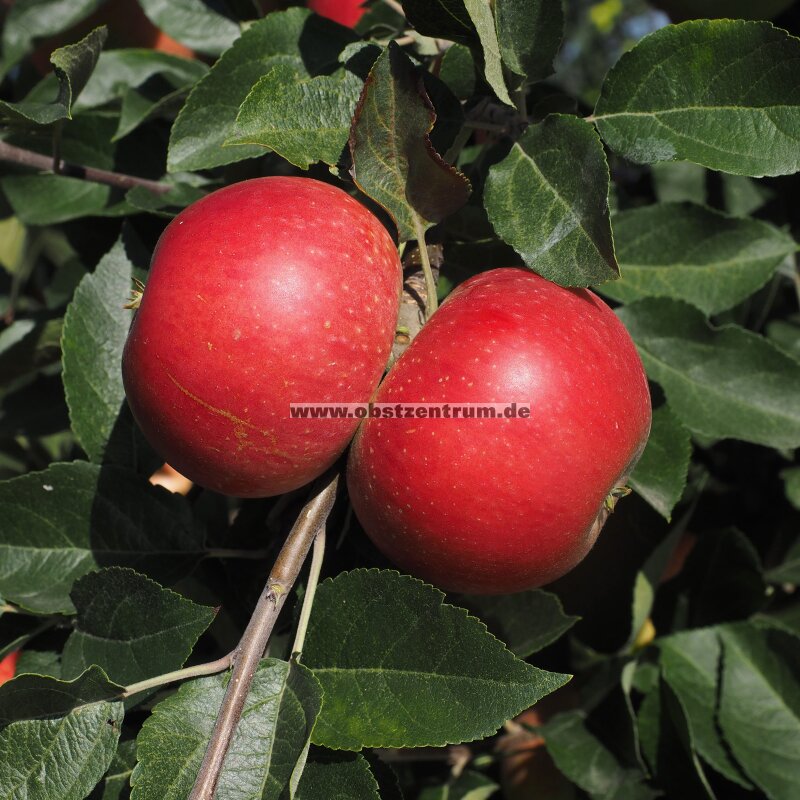 Apfelbaum 'Discovery' kaufen - frühe Apfelsorte / BayOZ