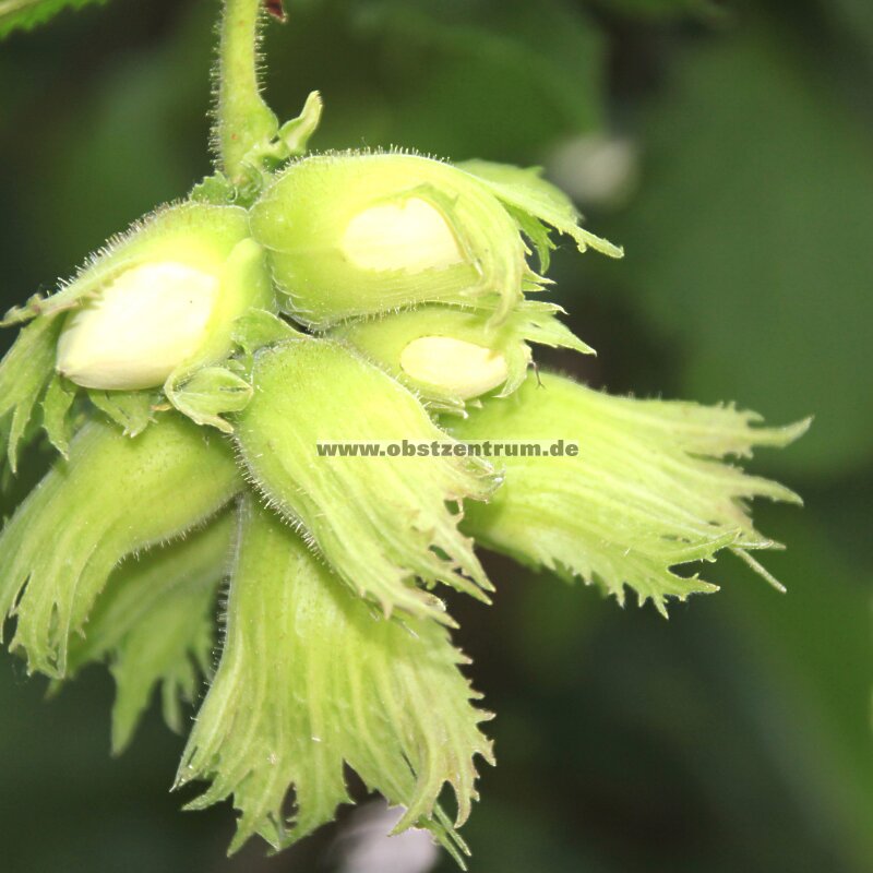 Haselnussbaum 'Tonda Romana' kaufen / BayOZ