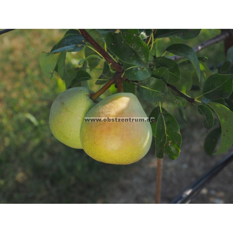 Birnbaum 'Rote Rose' - Die rote Birnensorte / BayOZ