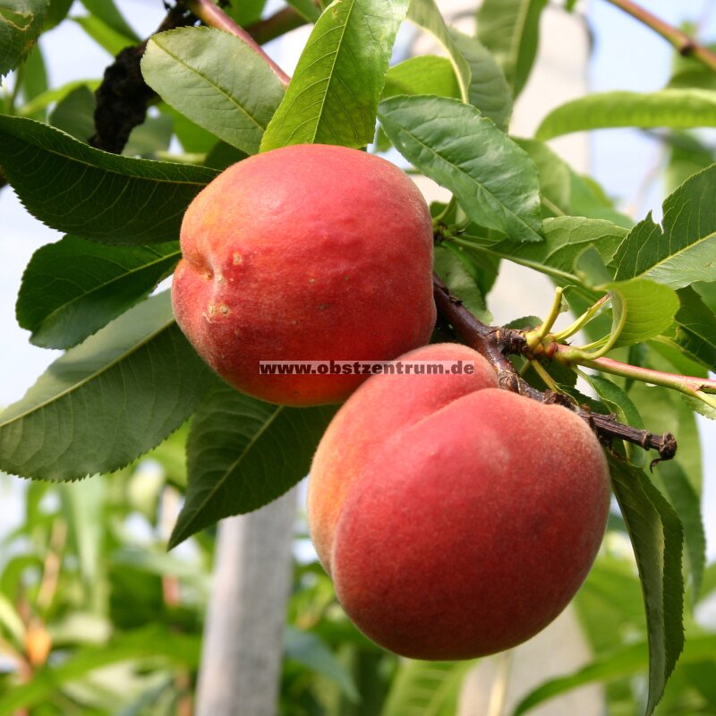 Pfirsichbaum 'Dixired' - frühe Pfirsichsorte / BayOZ