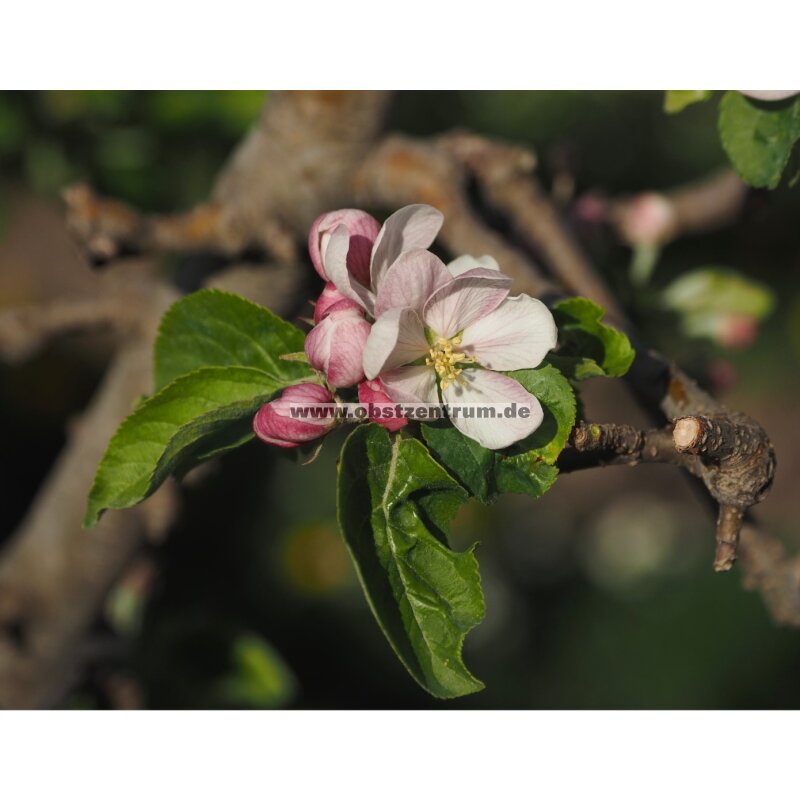 Apfelbaum 'Prinzregent Luitpold' - Sorte für Allergiker | Shop