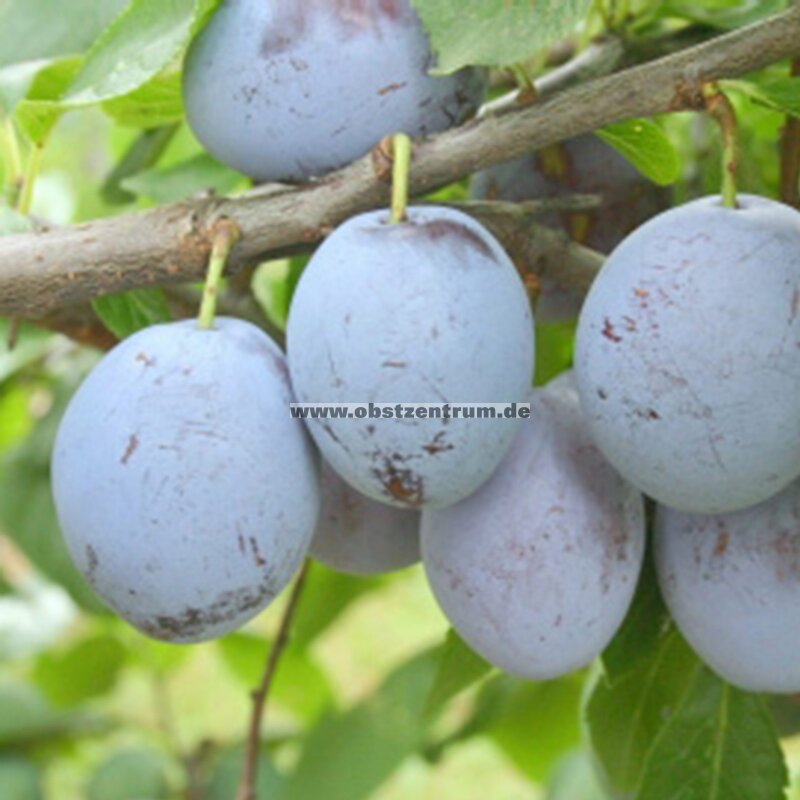 Zwetsche 'Katinka' kaufen - Online Shop BayOZ