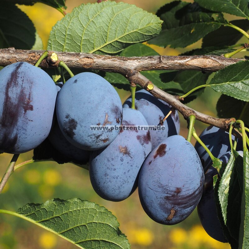 Zwetschge 'Franzi' ® kaufen – Online Shop BayOZ