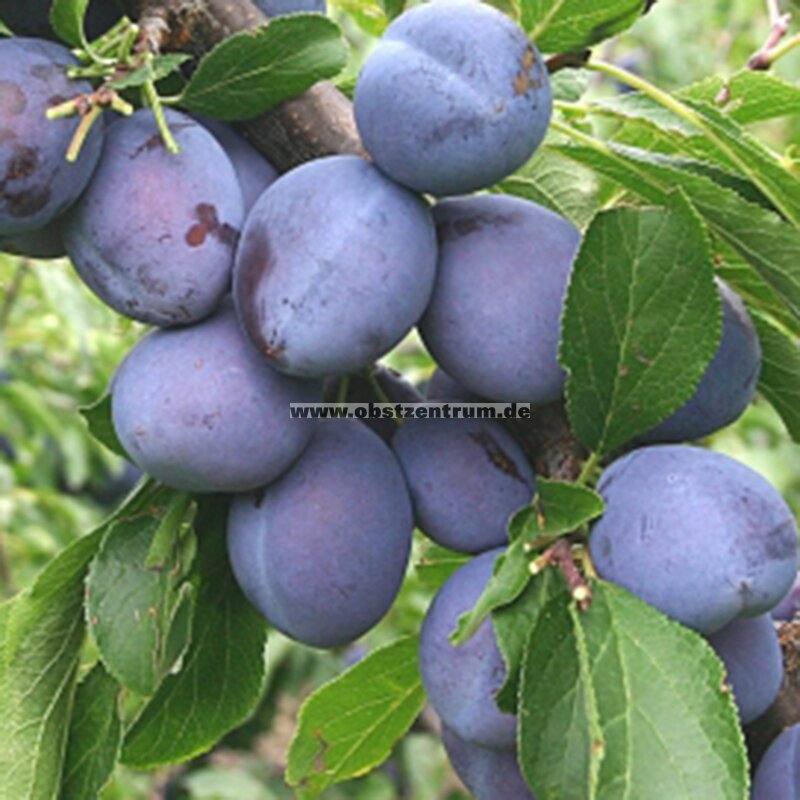 Zwetsche 'Schönberger Zwetschge' - BayOZ Shop